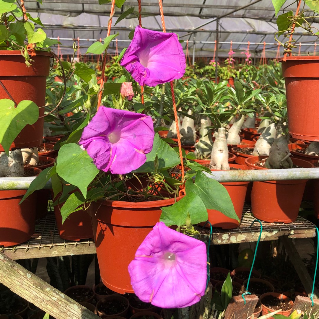 Morning Glory, Furniture & Home Living, Gardening, Plants & Seeds on ...