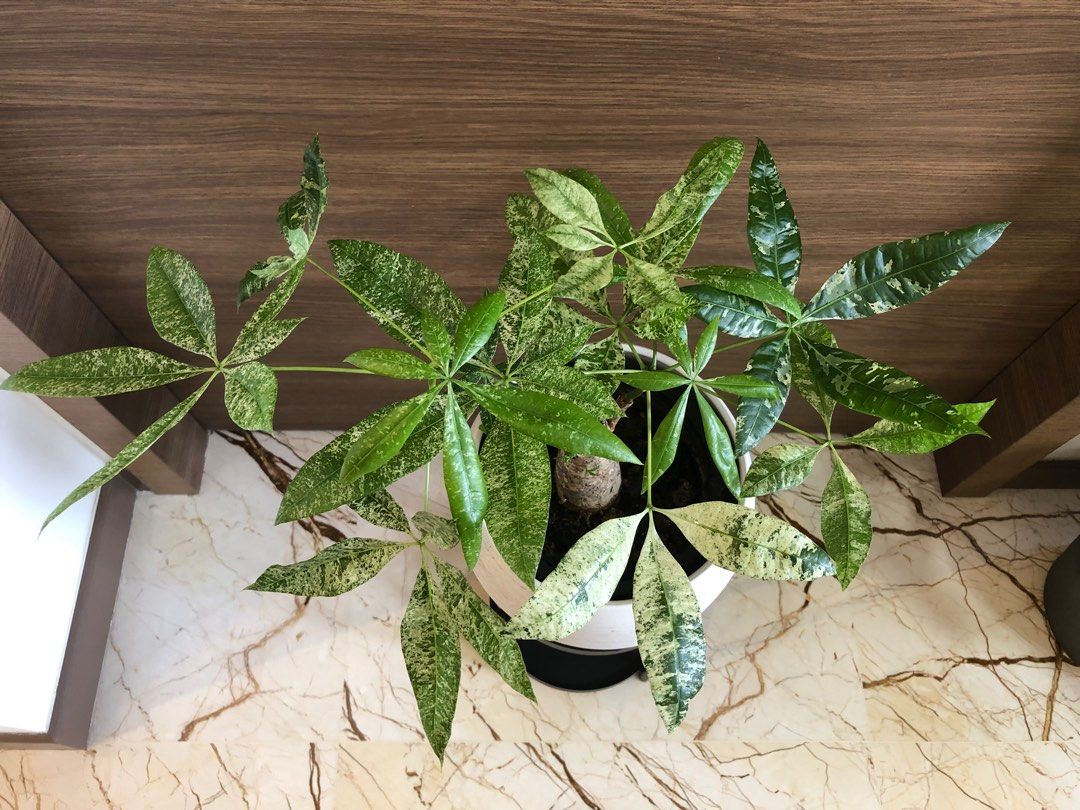 Pachira Variegated (Money Tree on Fat Stem), Furniture & Home Living ...