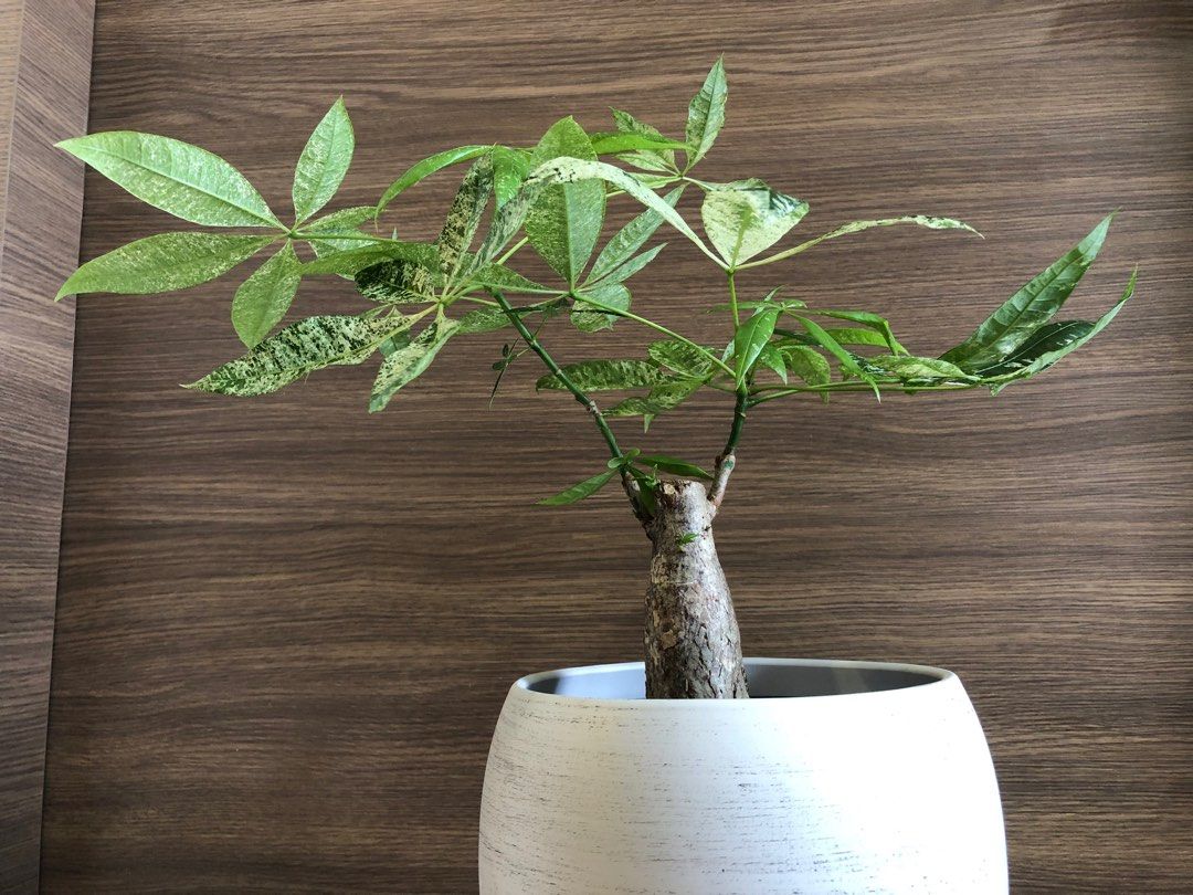 Pachira Variegated (Money Tree on Fat Stem), Furniture & Home Living ...