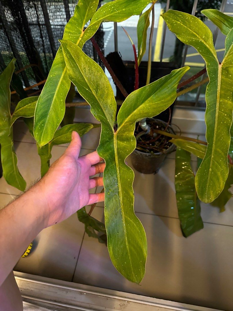 Philodendron Mexicanum, Furniture & Home Living, Gardening, Plants ...