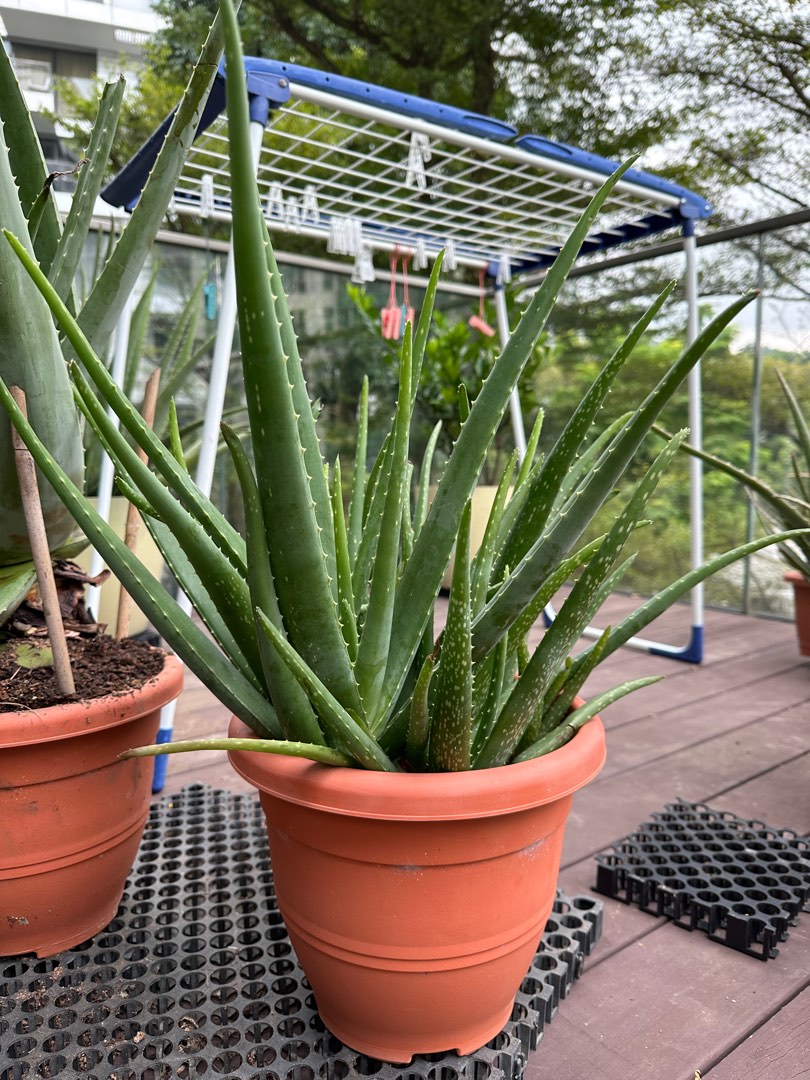 Large Aloe Vera Plant, Furniture & Home Living, Gardening, Plants ...