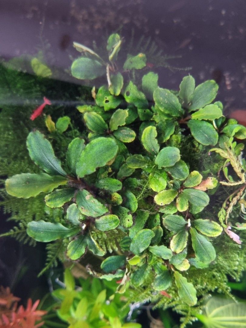 Bucephalandra green wavy|buce bucep|aquatic aquarium fresh live plants ...