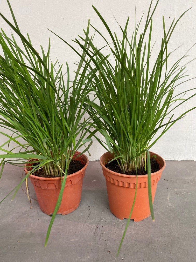 Chives/Daun kucai plant $7 each, Furniture & Home Living, Gardening ...