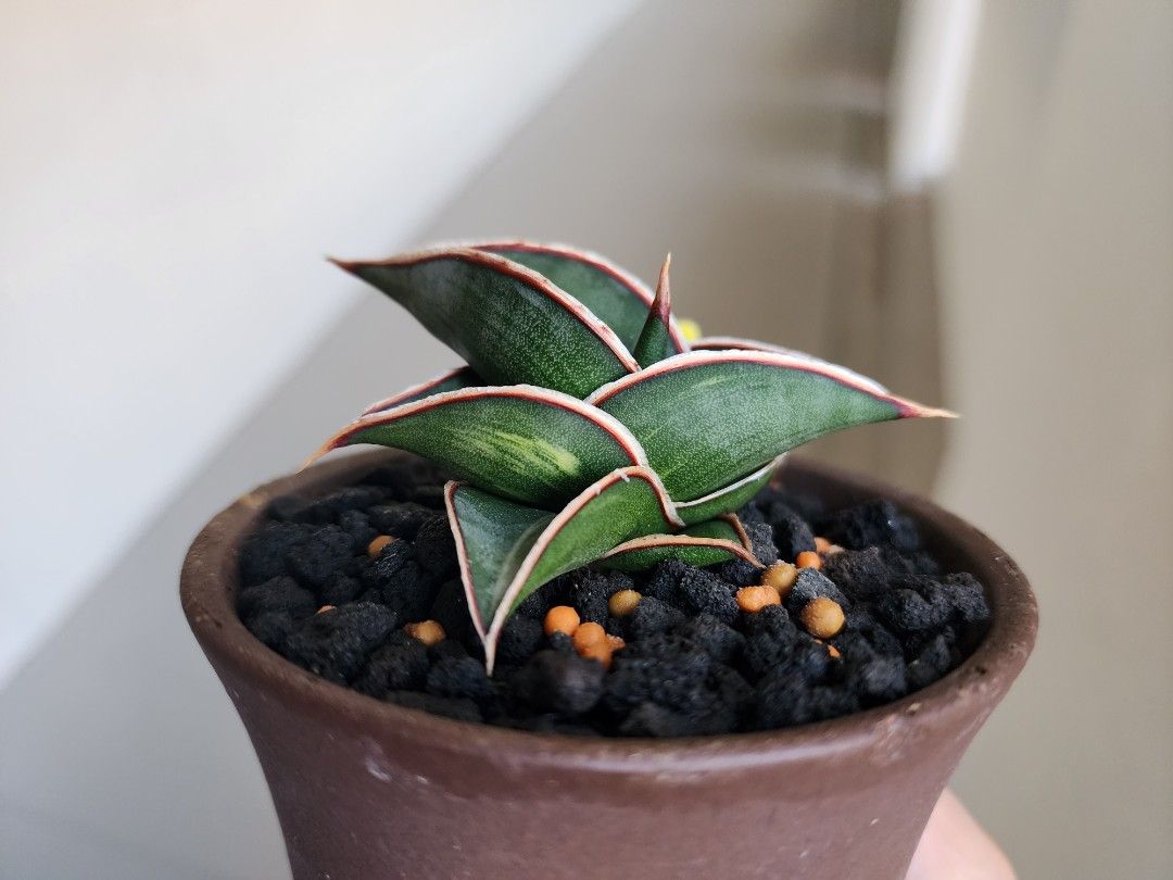 Sansevieria Rorida Variegated, Furniture & Home Living, Gardening ...