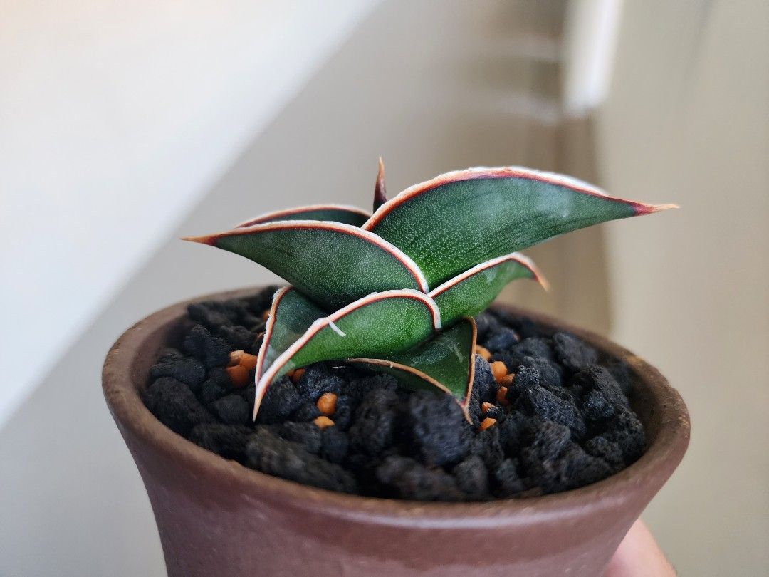 Sansevieria Rorida Variegated, Furniture & Home Living, Gardening ...