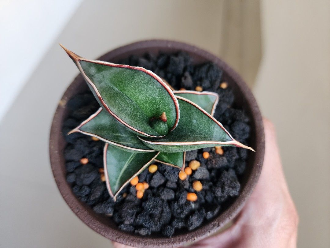 Sansevieria Rorida Variegated, Furniture & Home Living, Gardening ...