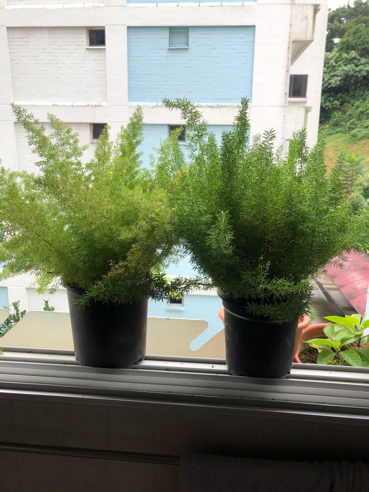 Very bushy plants, Furniture & Home Living, Gardening, Plants & Seeds ...