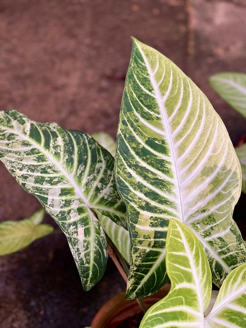 Xanthosoma lindenii variegated, Furniture & Home Living, Gardening ...
