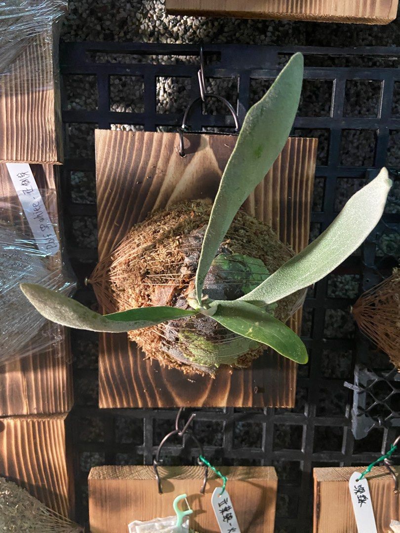 鹿角蕨-Akki--火紅款上板-室內植物-IG網紅-文青植物-療癒植物-蕨類雨林-天南星科-觀葉植物, 家具及居家用品, 園藝, 植物及種子在旋轉拍賣