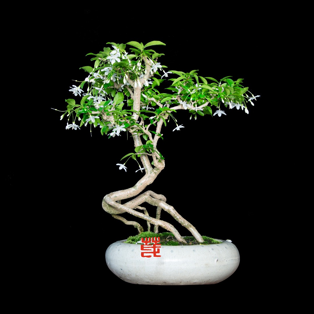 Blooming Bonsai 30cm Shui Mei Water Jasmine Wrightia Religiosa ...