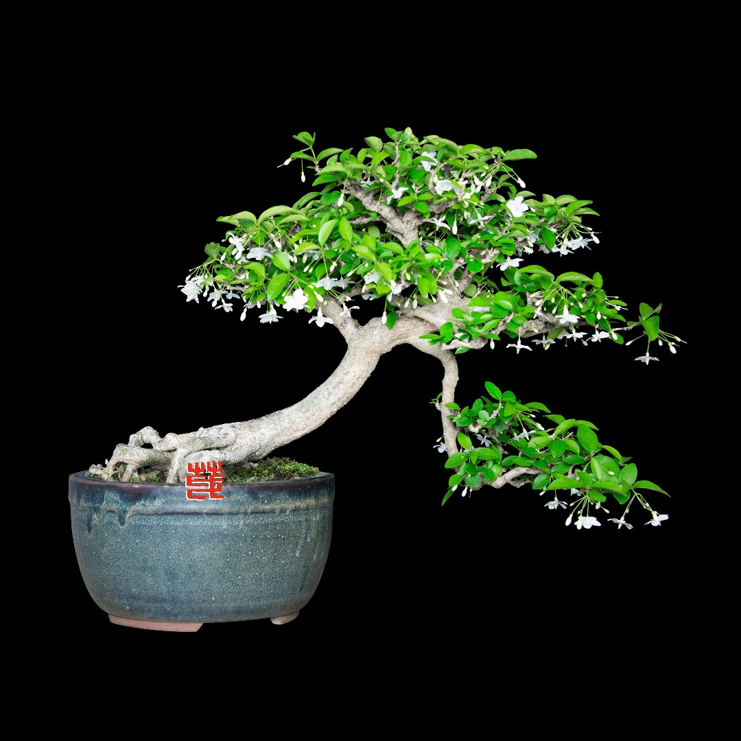 Blooming Bonsai 50cm Shui Mei Water Jasmine Wrightia Religiosa ...