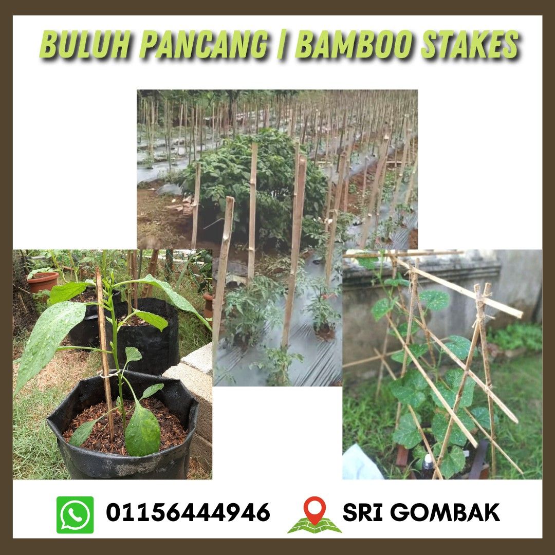 Buluh Pancang / Bamboo Stakes / Bamboo, Everything Else, Others on ...