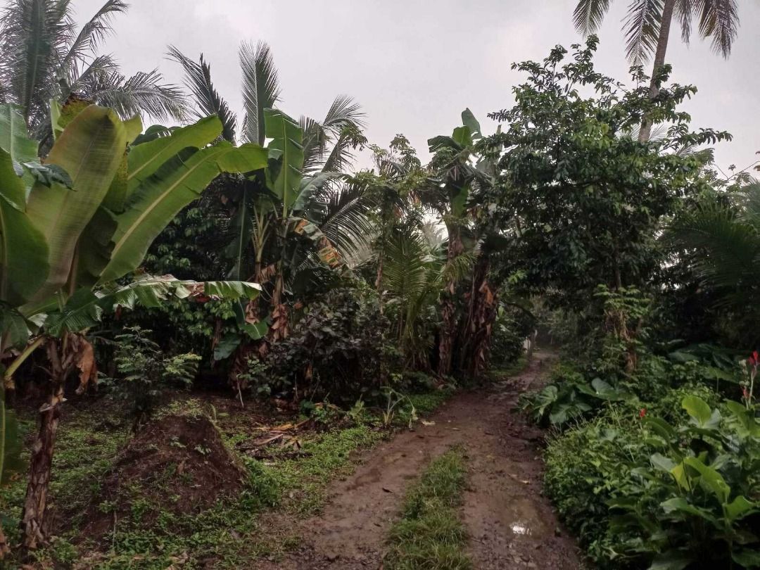 FARM LOT WITH FRUITS BEARING, Property, For Sale, Lot on Carousell