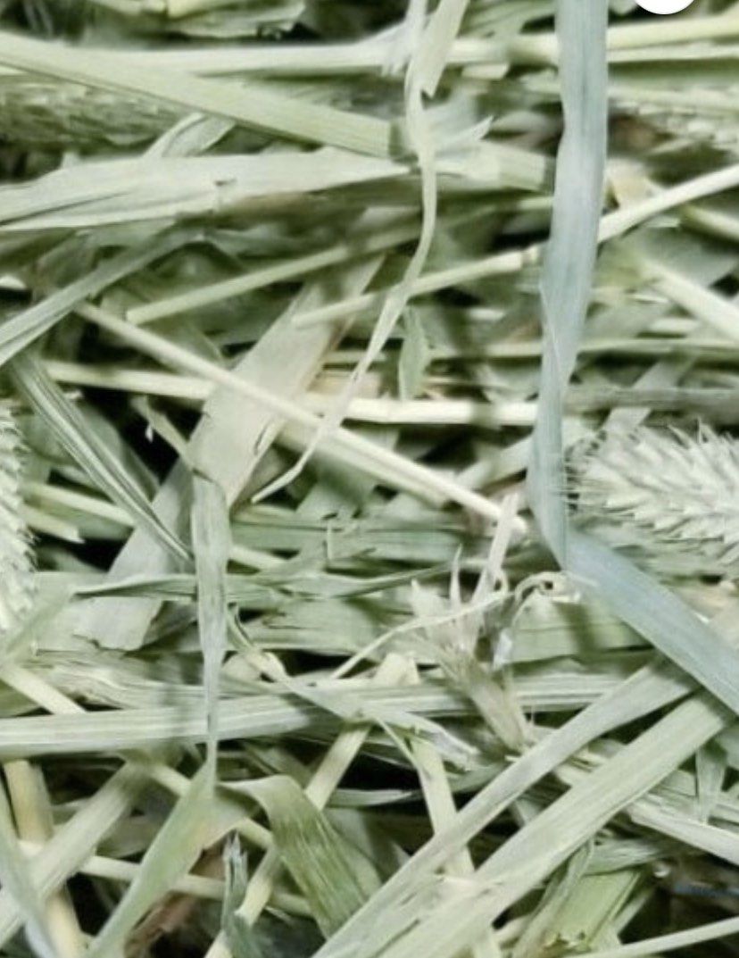 Fresh timothy hay for rabbits guinea pigs chinchillas gerbils, Pet ...