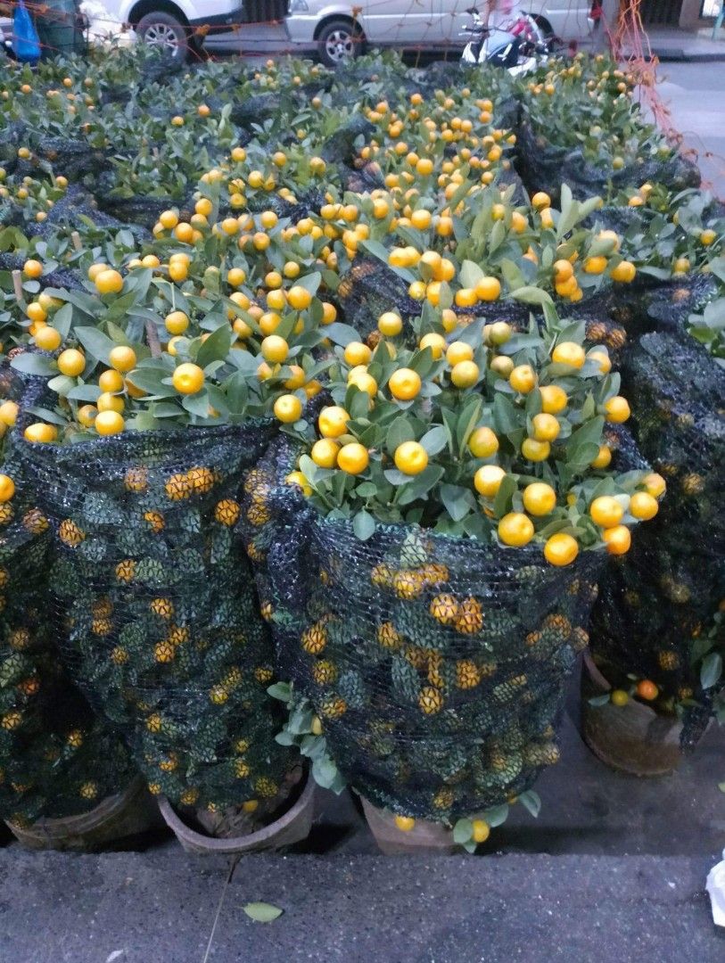 Kiat Kiat Tree 1M to 1.2M, Food & Drinks, Fresh Produce on Carousell