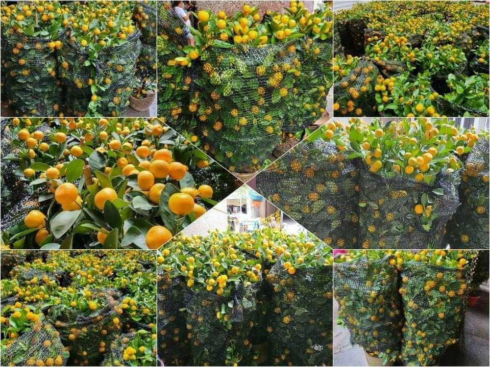 Kiat Kiat Tree 1M to 1.2M, Food & Drinks, Fresh Produce on Carousell