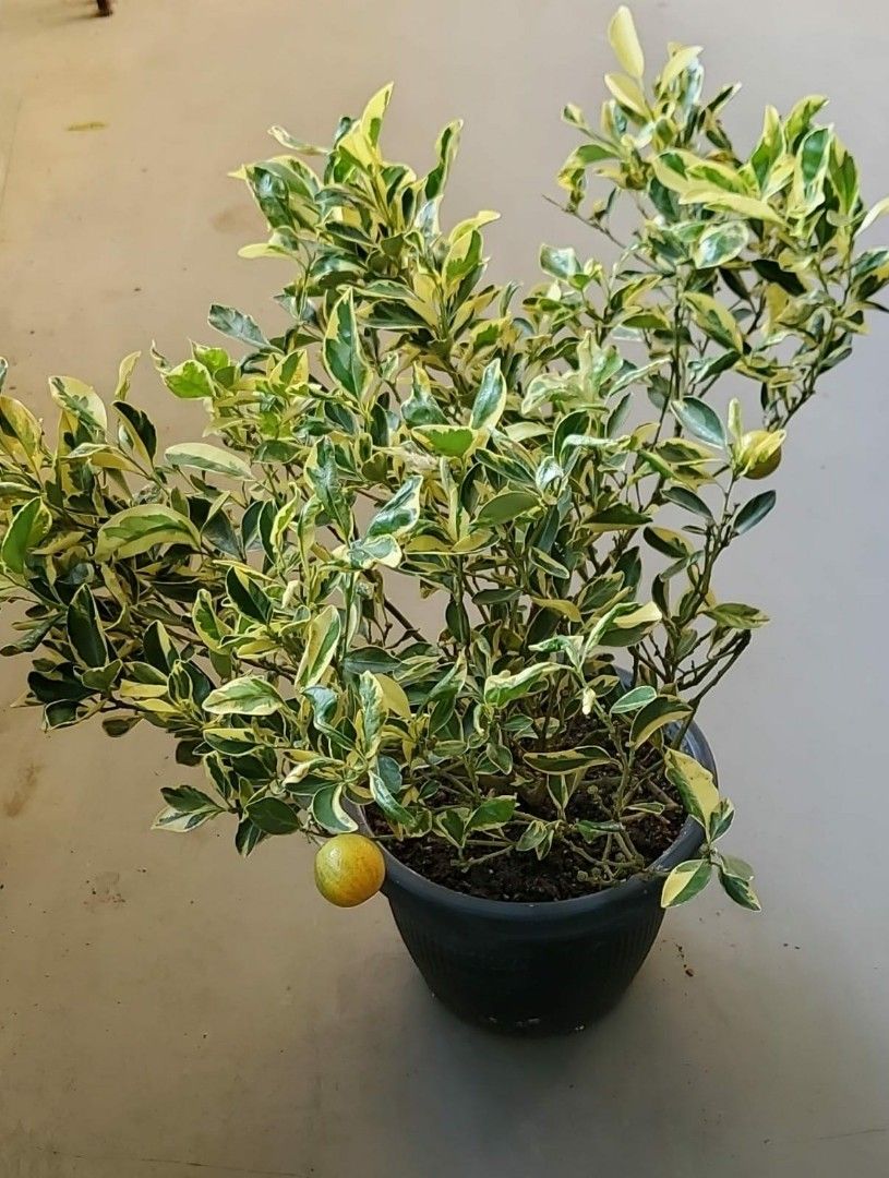 Lime Auera Gold Yellow Variegated Bushy Healthy Happy Plant, Furniture ...