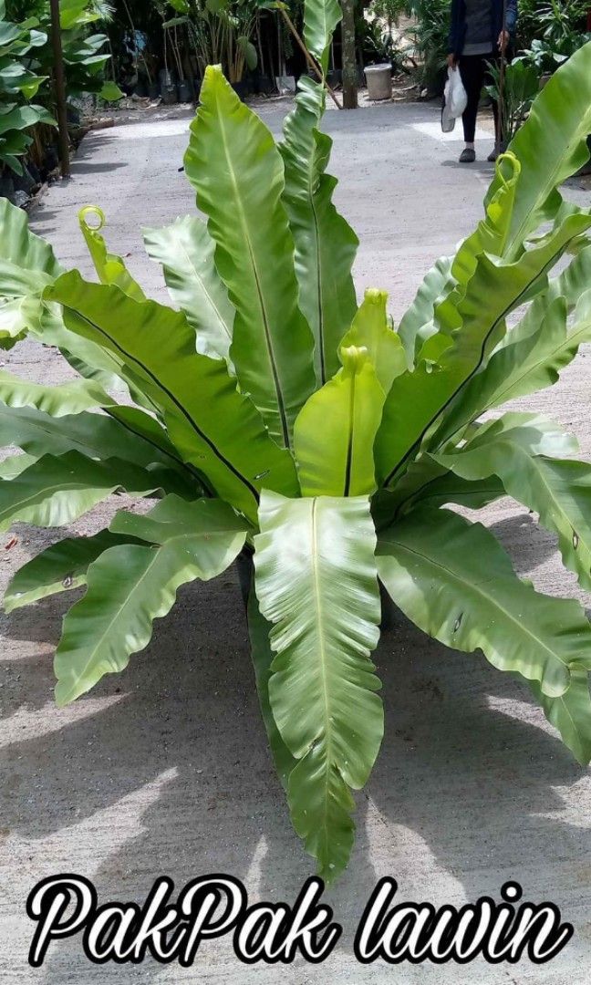 Pak-Pak lawin, Furniture & Home Living, Gardening, Plants & Seeds on ...