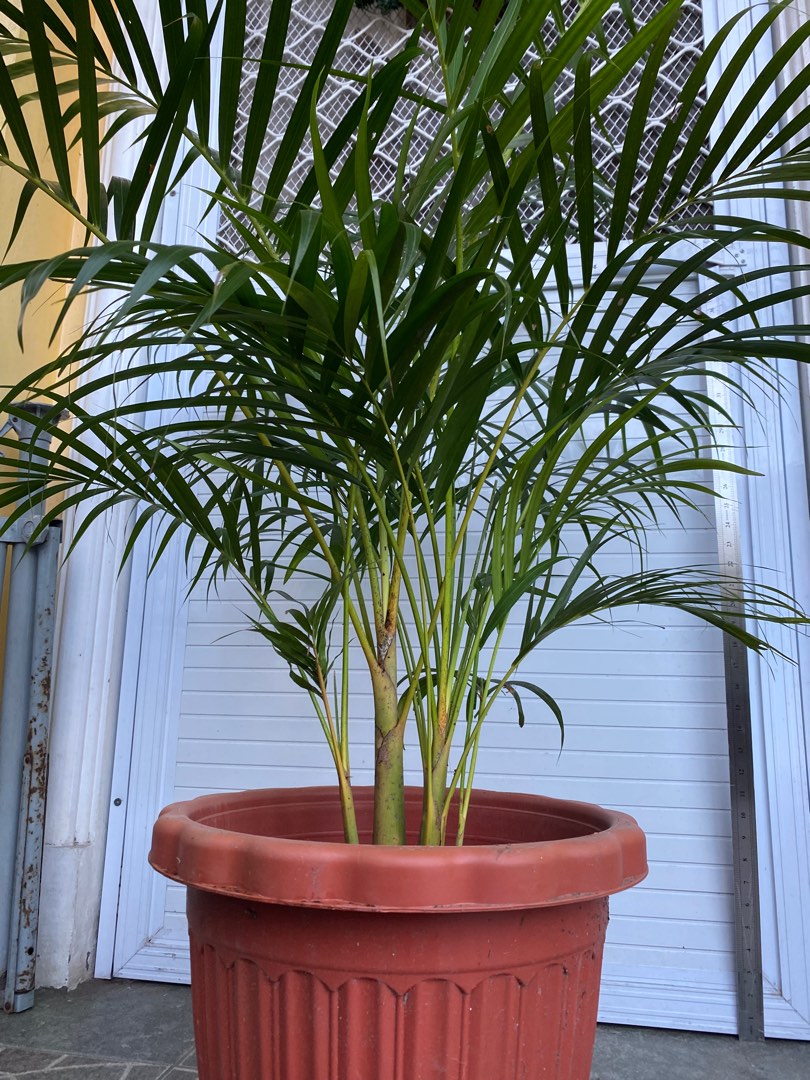 Palmera Plants, Furniture & Home Living, Gardening, Plants & Seeds on ...