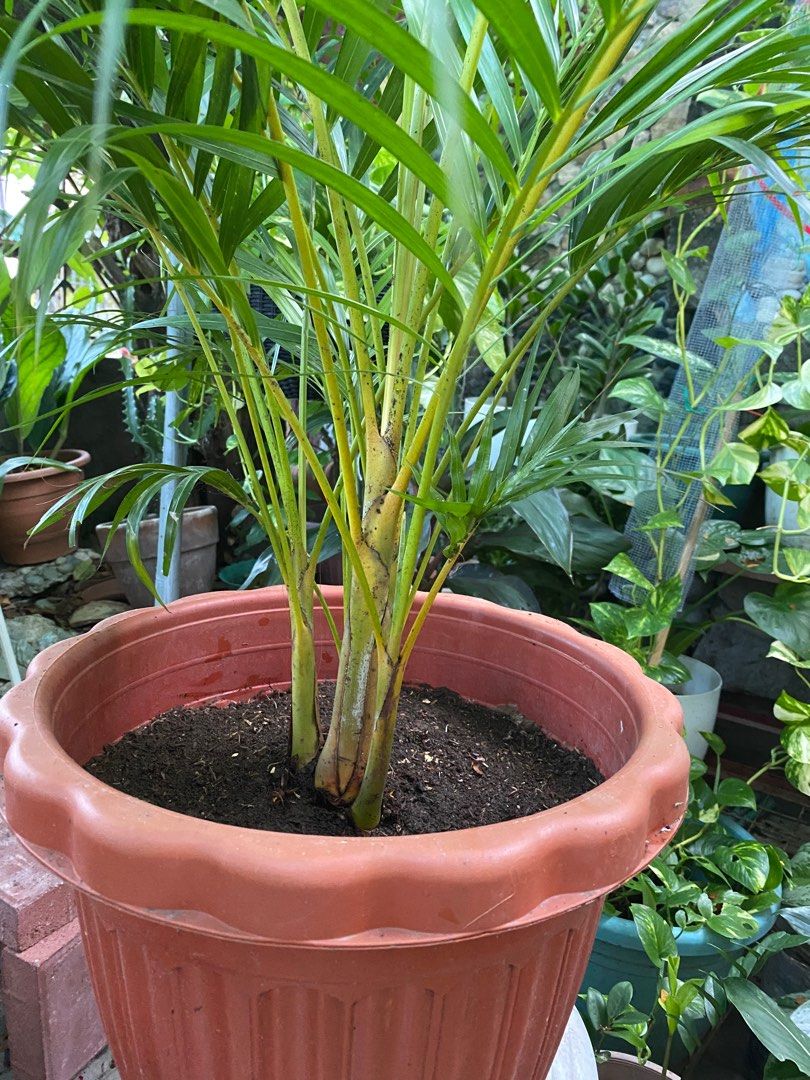 Palmera Plants, Furniture & Home Living, Gardening, Plants & Seeds on ...