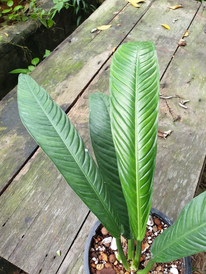 Philodendron lynette, Furniture & Home Living, Gardening, Plants ...