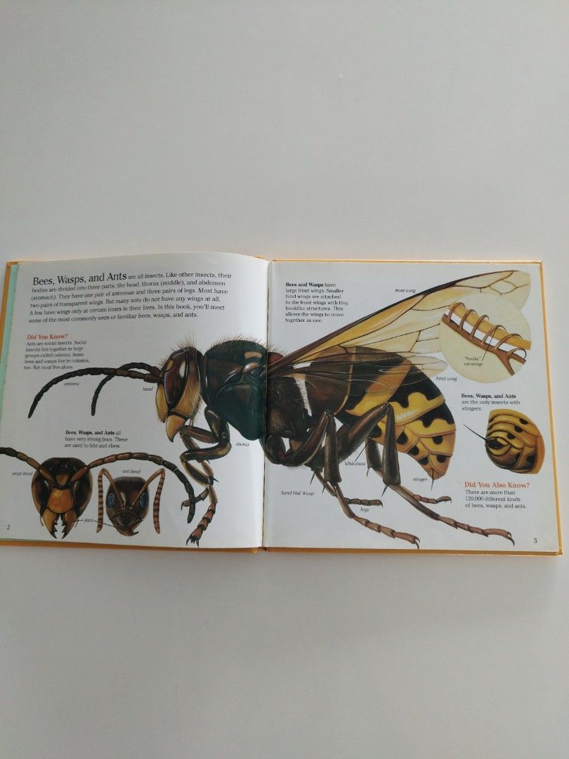 Preloved golden book bees wasps ants, Hobbies & Toys, Books & Magazines ...