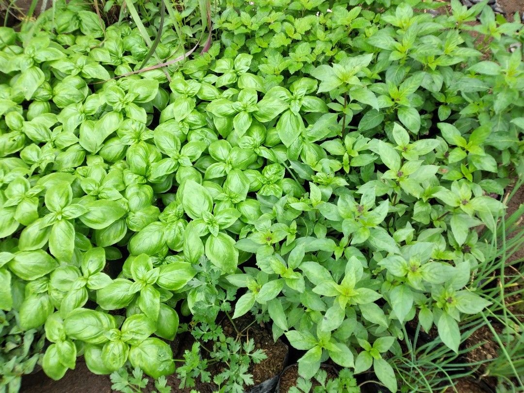 Sawtooth Coriander/Culantro and other Herbs, Furniture & Home Living ...