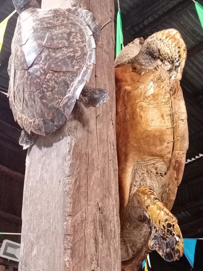 TURTLE SHELL COLLECTION 2PCS, Hobbies & Toys, Memorabilia ...