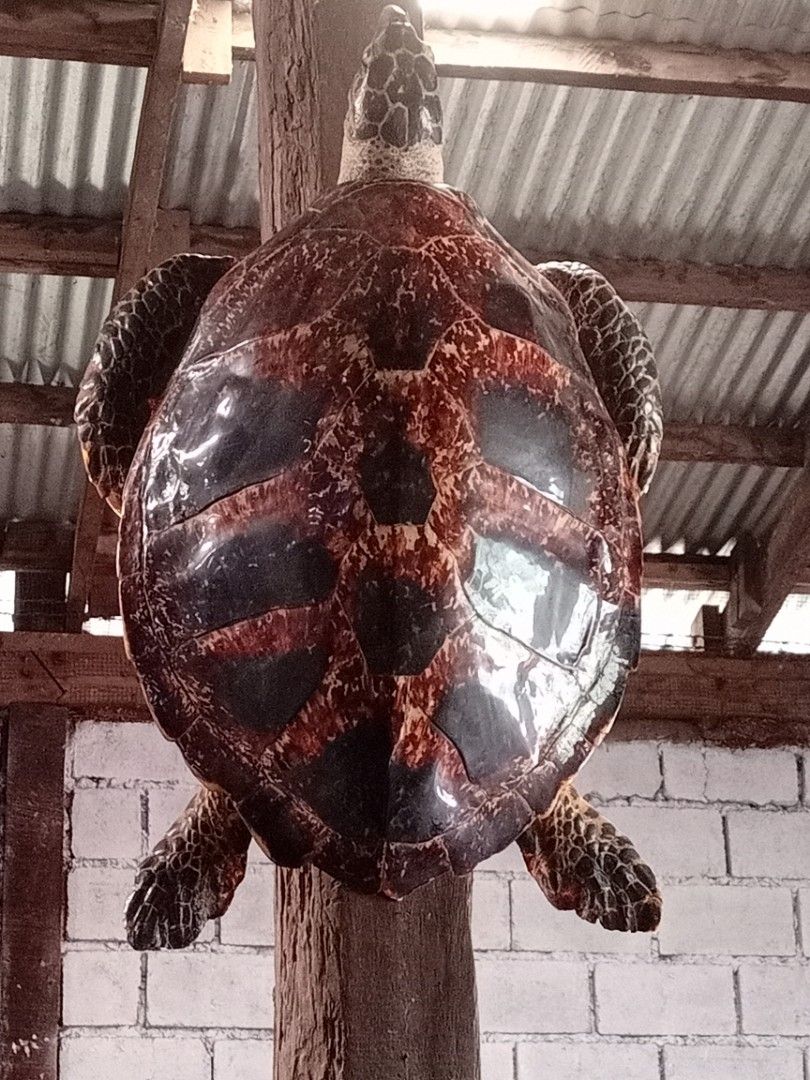 TURTLE SHELL COLLECTION 2PCS, Hobbies & Toys, Memorabilia ...