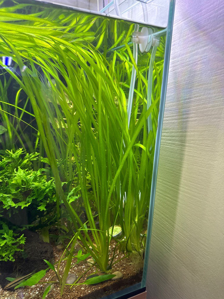 Vallisneria, Furniture & Home Living, Gardening, Plants & Seeds on ...