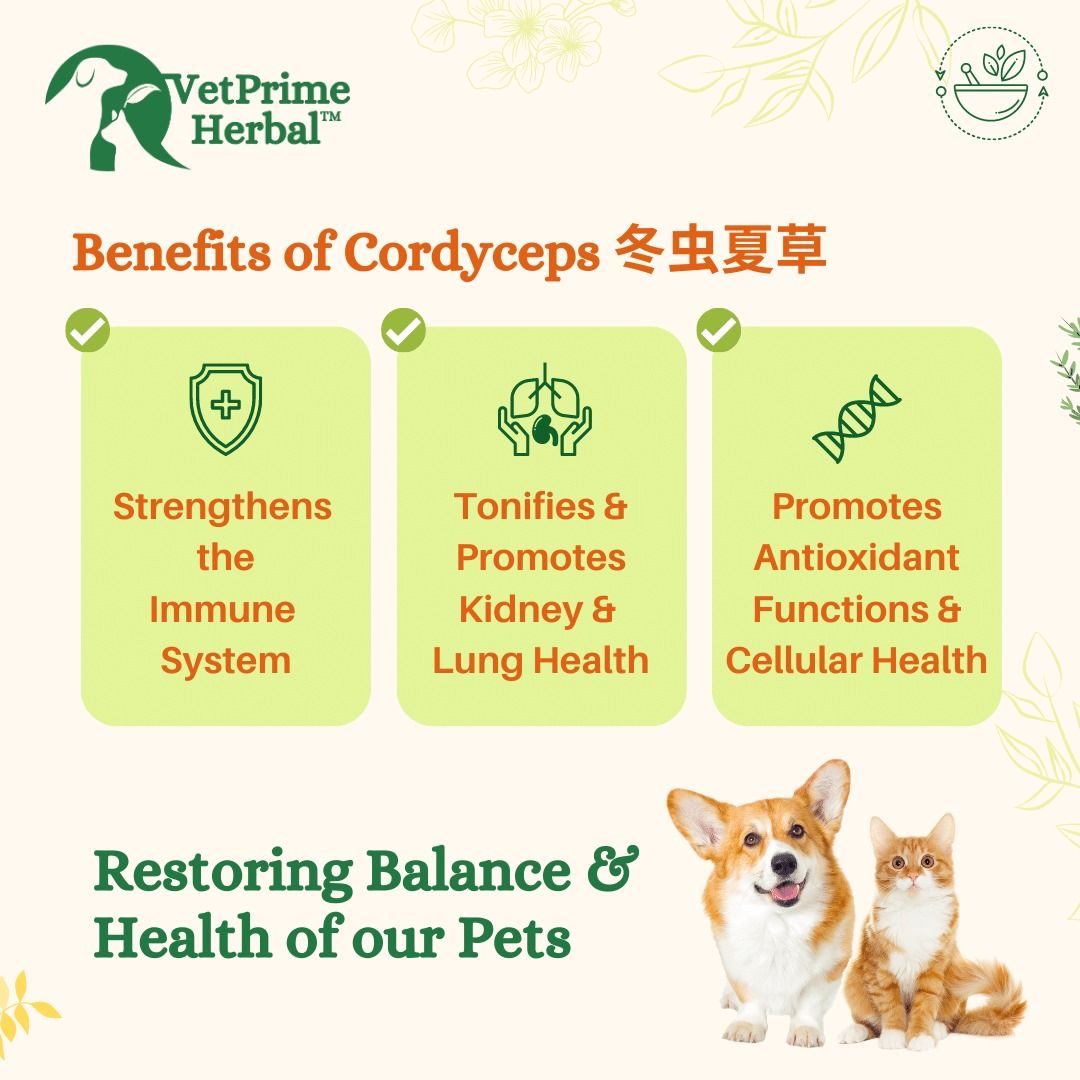 VetPrime Herbal Organic Cordyceps (For dogs & cats of all ages ...