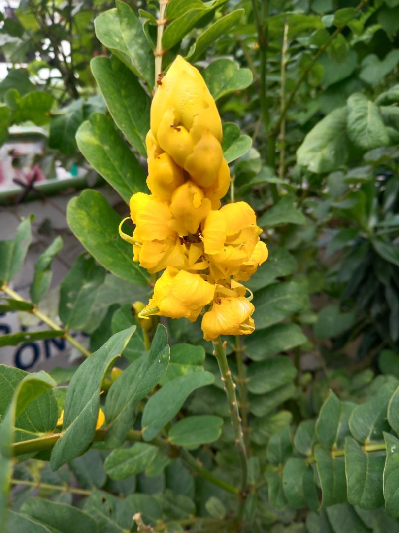 ACAPULCO SEEDS OR LEAVES, Furniture & Home Living, Gardening, Plants ...