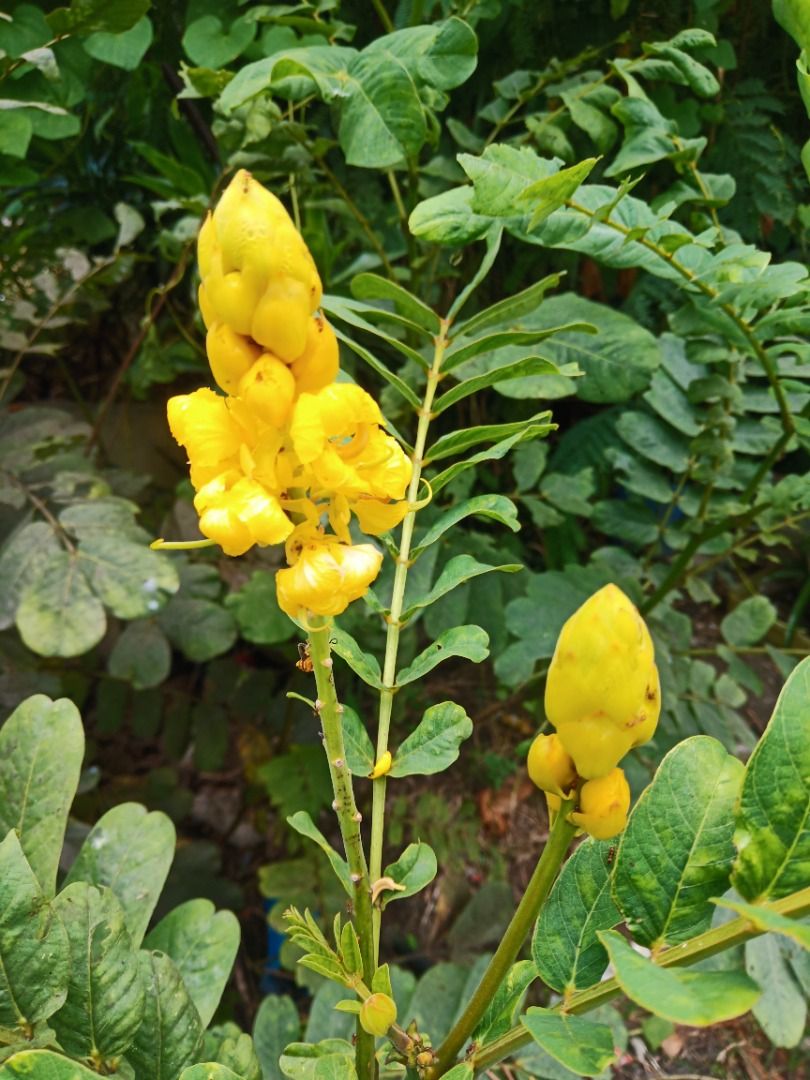 ACAPULCO SEEDS OR LEAVES, Furniture & Home Living, Gardening, Plants ...