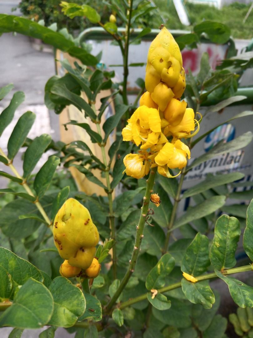 ACAPULCO SEEDS OR LEAVES, Furniture & Home Living, Gardening, Plants ...