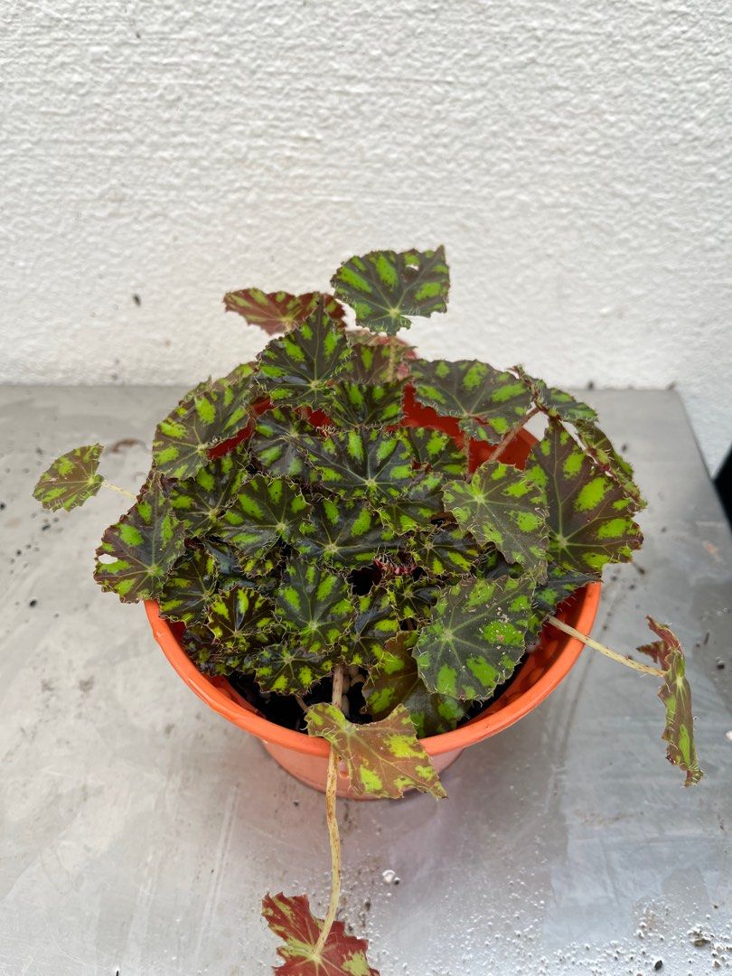 Begonia Tiger Paw, Furniture & Home Living, Gardening, Plants & Seeds ...