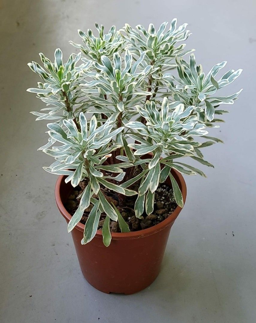 Euphorbia Characias Mediterranean Spurge Albanian Albo White Variegated ...