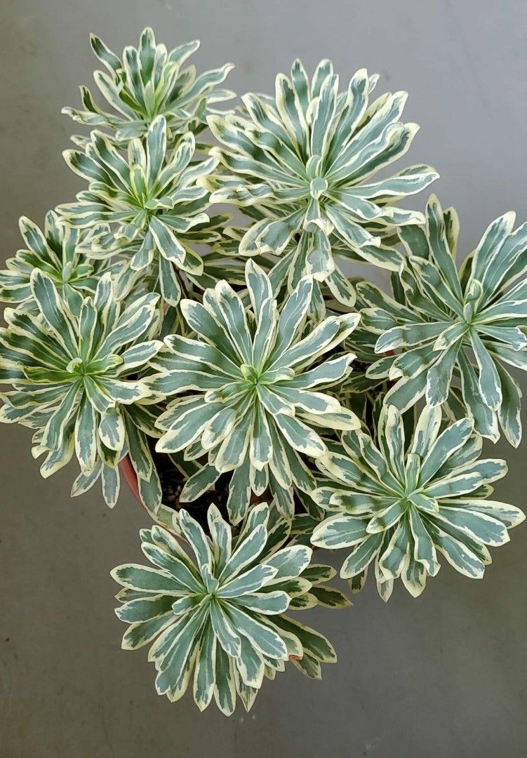 Euphorbia Characias Mediterranean Spurge Albanian Albo White Variegated ...
