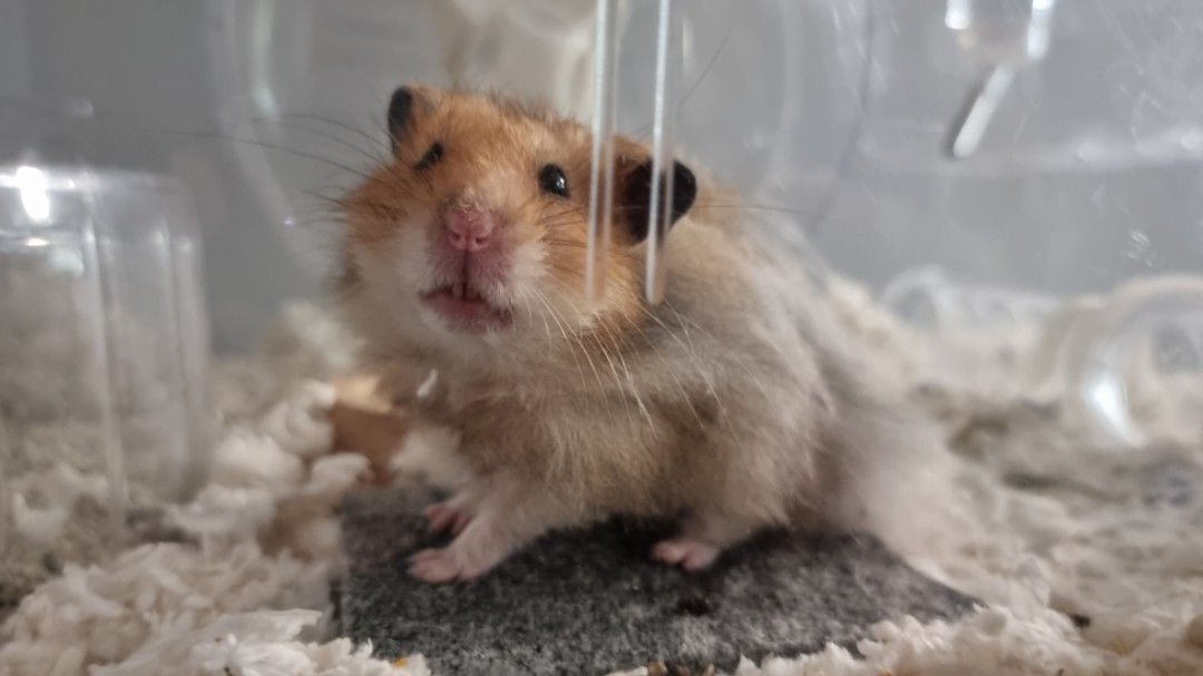 Granite Stone Garden Aquarium Pets, Pet Supplies, Homes & Other Pet ...