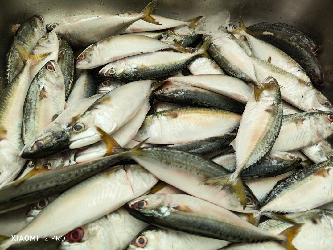 Pre-cut Super Fresh Kembong (Batu) for fishing, Sports Equipment ...