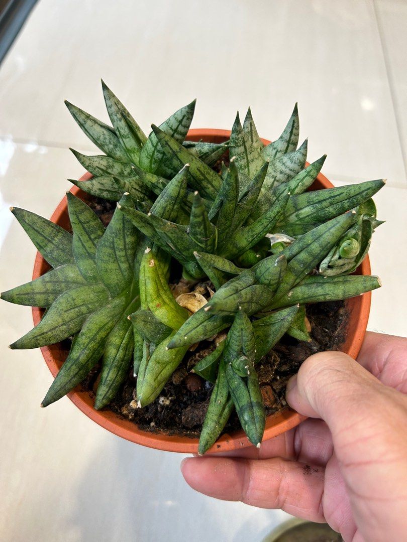 Sansevieria boncel mini, Furniture & Home Living, Gardening, Plants ...
