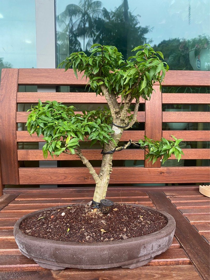 Shui mei shuimei bonsai Wrightia Religiosa #2 small leaves water ...