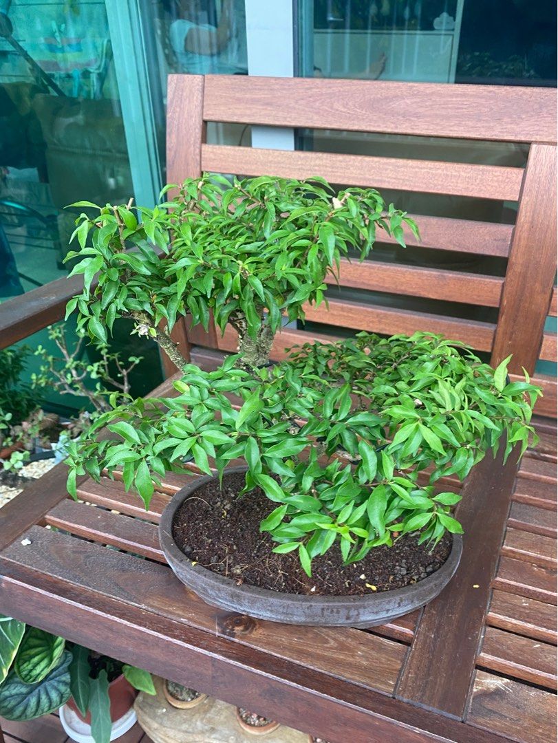 Shui mei shuimei bonsai Wrightia Religiosa #2 small leaves water ...