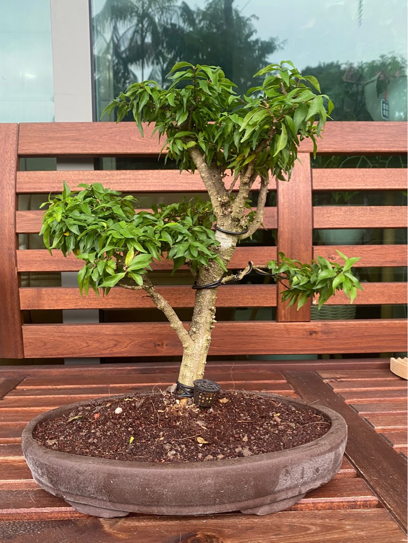 Shui mei shuimei bonsai Wrightia Religiosa #2 small leaves water ...