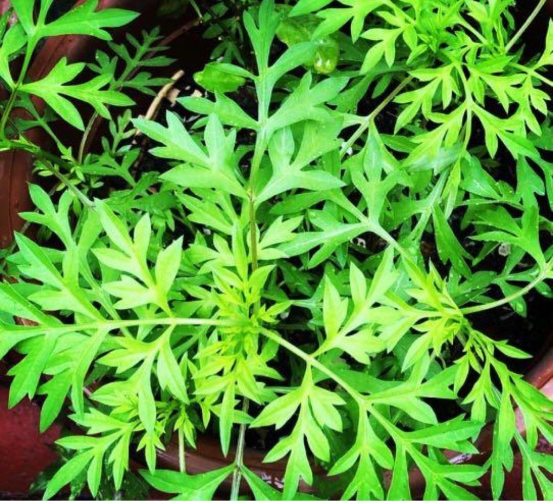 Ulam Raja live plant, Furniture & Home Living, Gardening, Plants ...