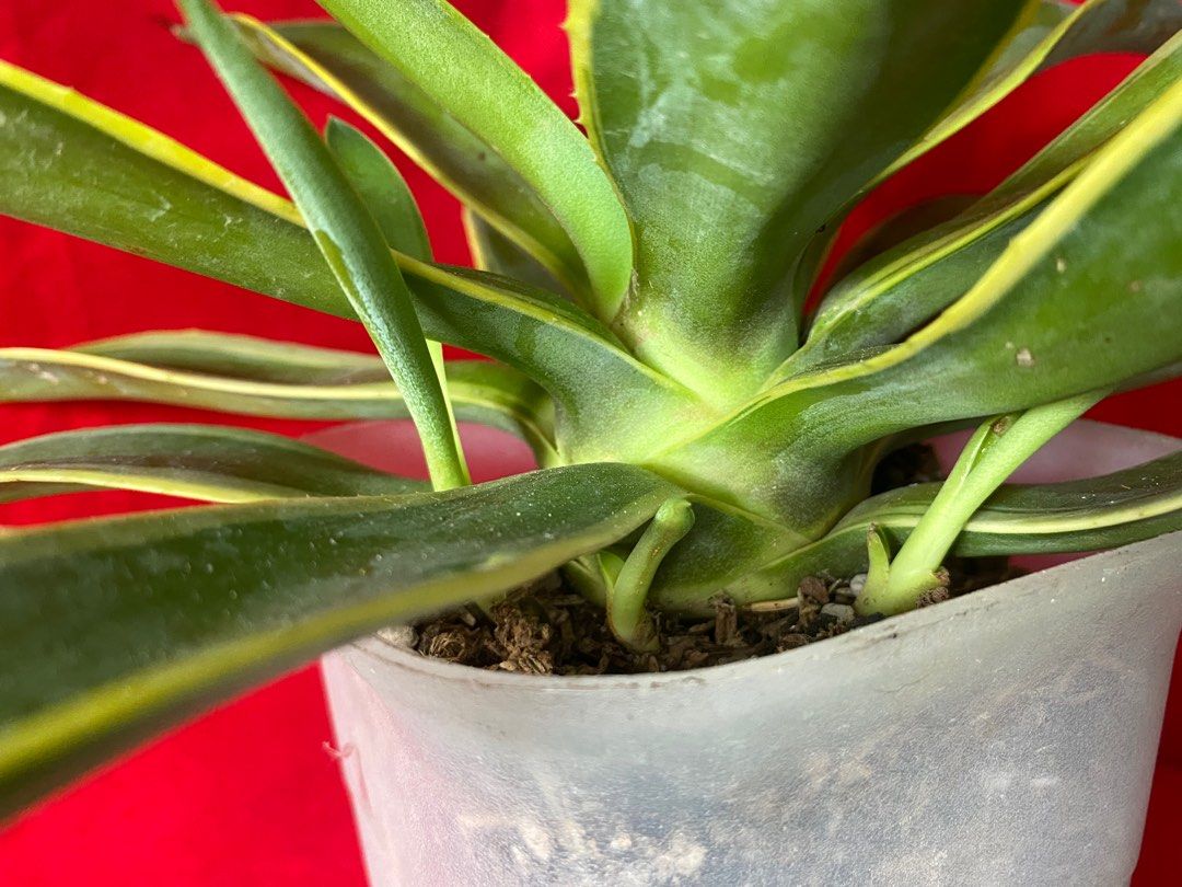 23 cm Agave Sun Glow Healthy Plant with 4 Babies, Furniture & Home ...