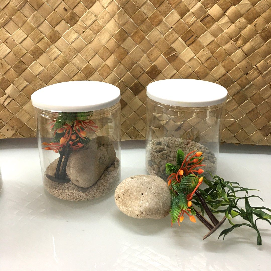 DIY Terrarium For Kids Activity, Hobbies & Toys, Stationary & Craft ...