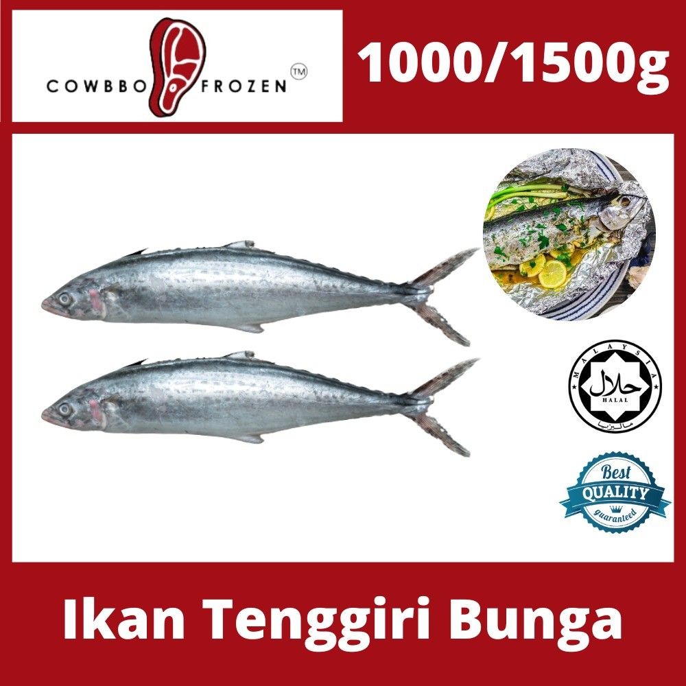 [HALAL] IKAN TENGGIRI BUNGA SPOTTED SPANISH MACKEREL ( ONLY DELIVERY ...