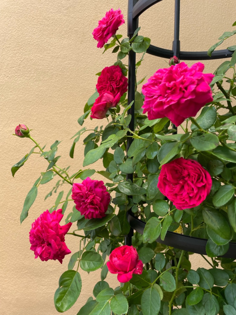 ID rose plant - Red Eden (1.4m), Furniture & Home Living, Gardening ...