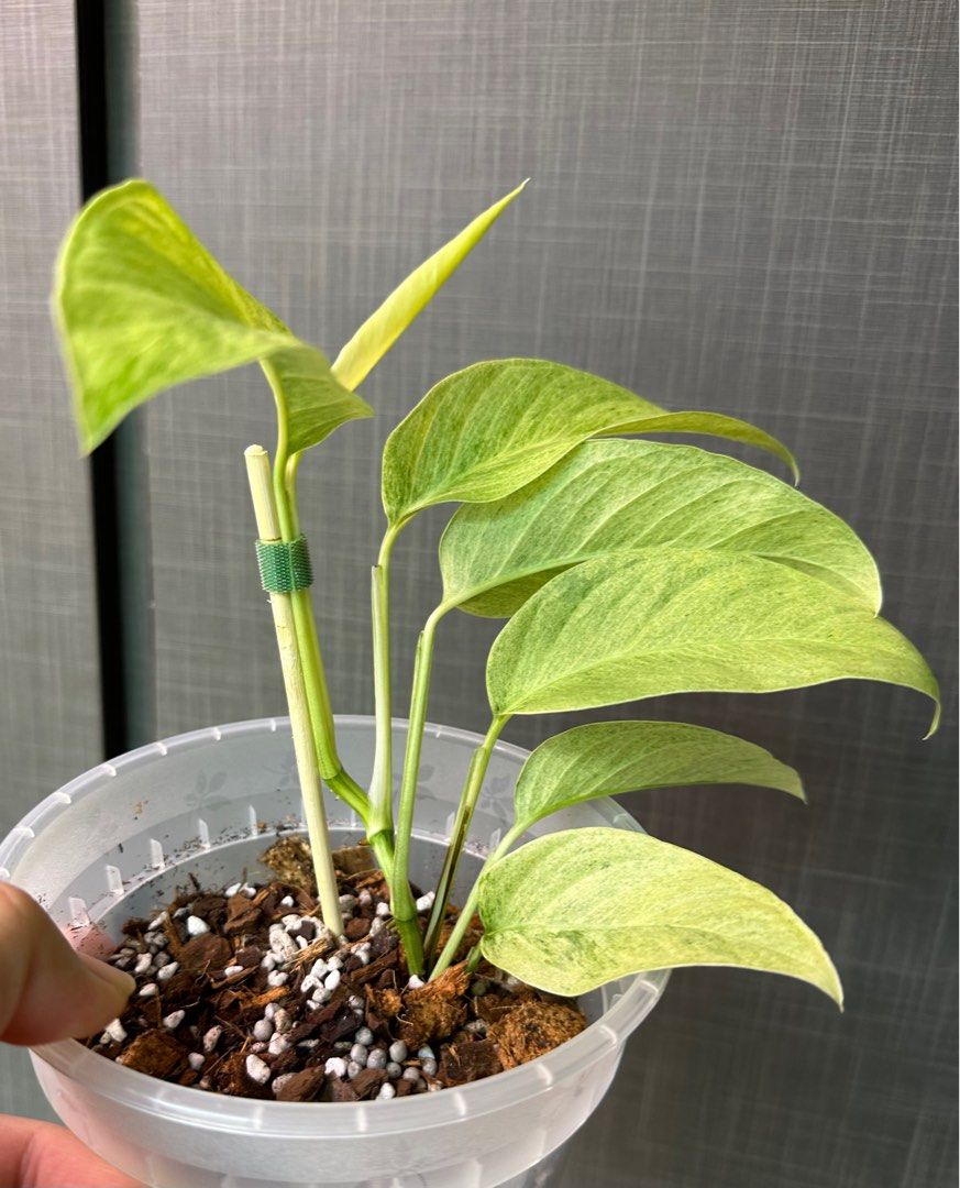 Monstera Laniata Mint Variegated, Furniture & Home Living, Gardening ...