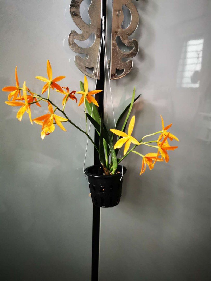 Procatavola (PCV) Golden Peacock, Orchid Hybrid, Furniture & Home ...